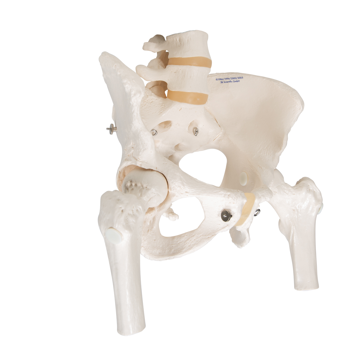 Human Pelvis Skeleton Model, Female with Movable Femur Heads - 3B Smart ...