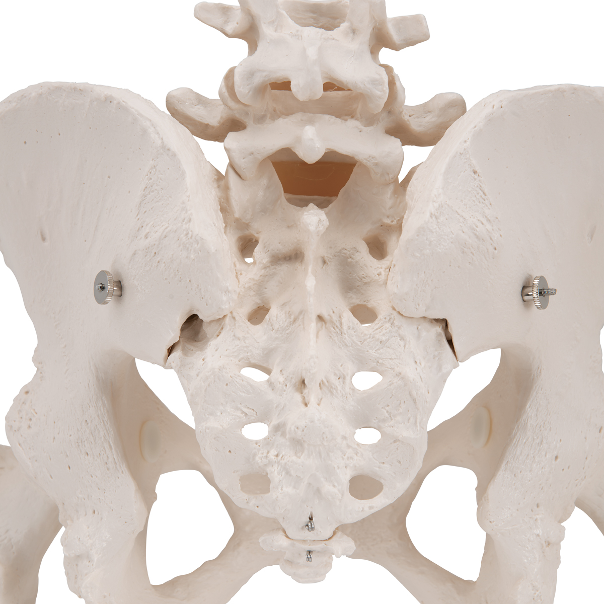 Human Pelvis Skeleton Model, Female with Movable Femur Heads - 3B Smart ...