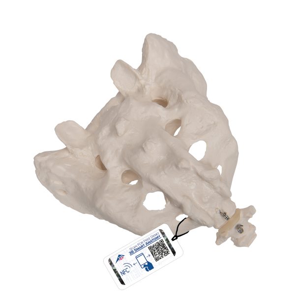 Human Sternum Model with Rib Cartilage - 3B Smart Anatomy - SEM Trainers