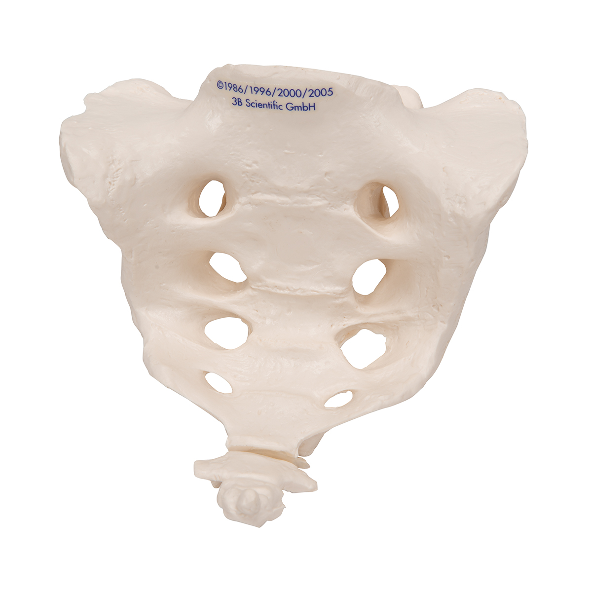 Human Sacrum & Coccyx Model - 3B Smart Anatomy - SEM Trainers