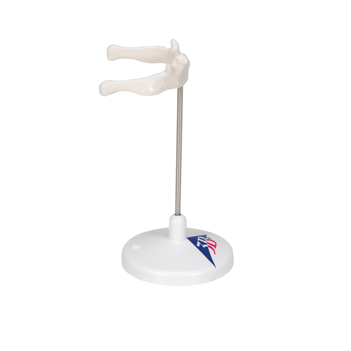 Human Hyoid Bone Model, on Stand - 3B Smart Anatomy - SEM Trainers
