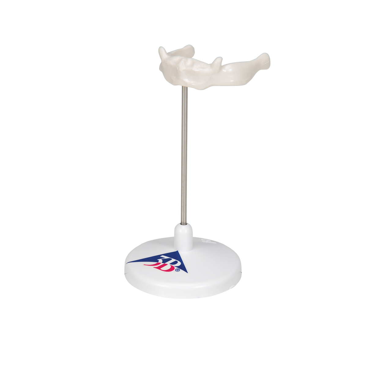 Human Hyoid Bone Model, on Stand - 3B Smart Anatomy - SEM Trainers