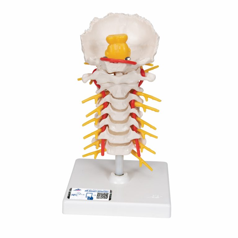 Model of 6 Human Vertebrae, Mounted on Stand (atlas, axis, cervical, 2x thoracic, lumbar) - 3B ...