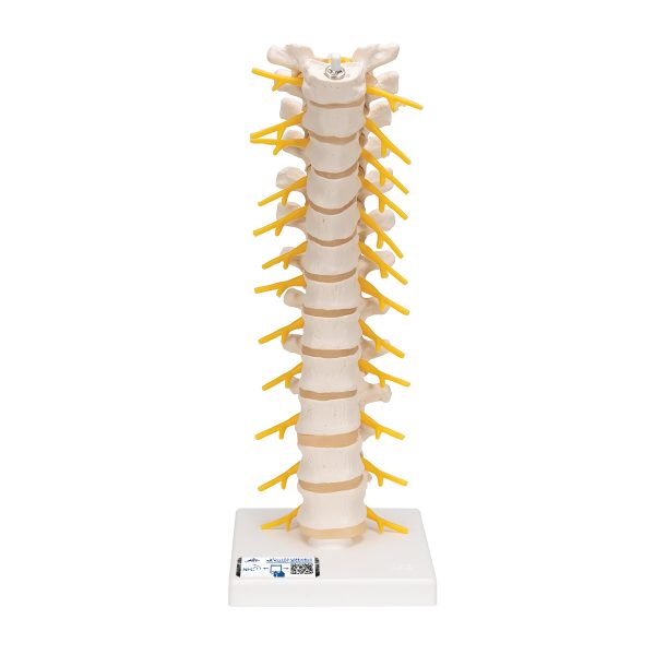 Stages of Disc Prolapse and Vertebral Degeneration - 3B Smart Anatomy - SEM Trainers