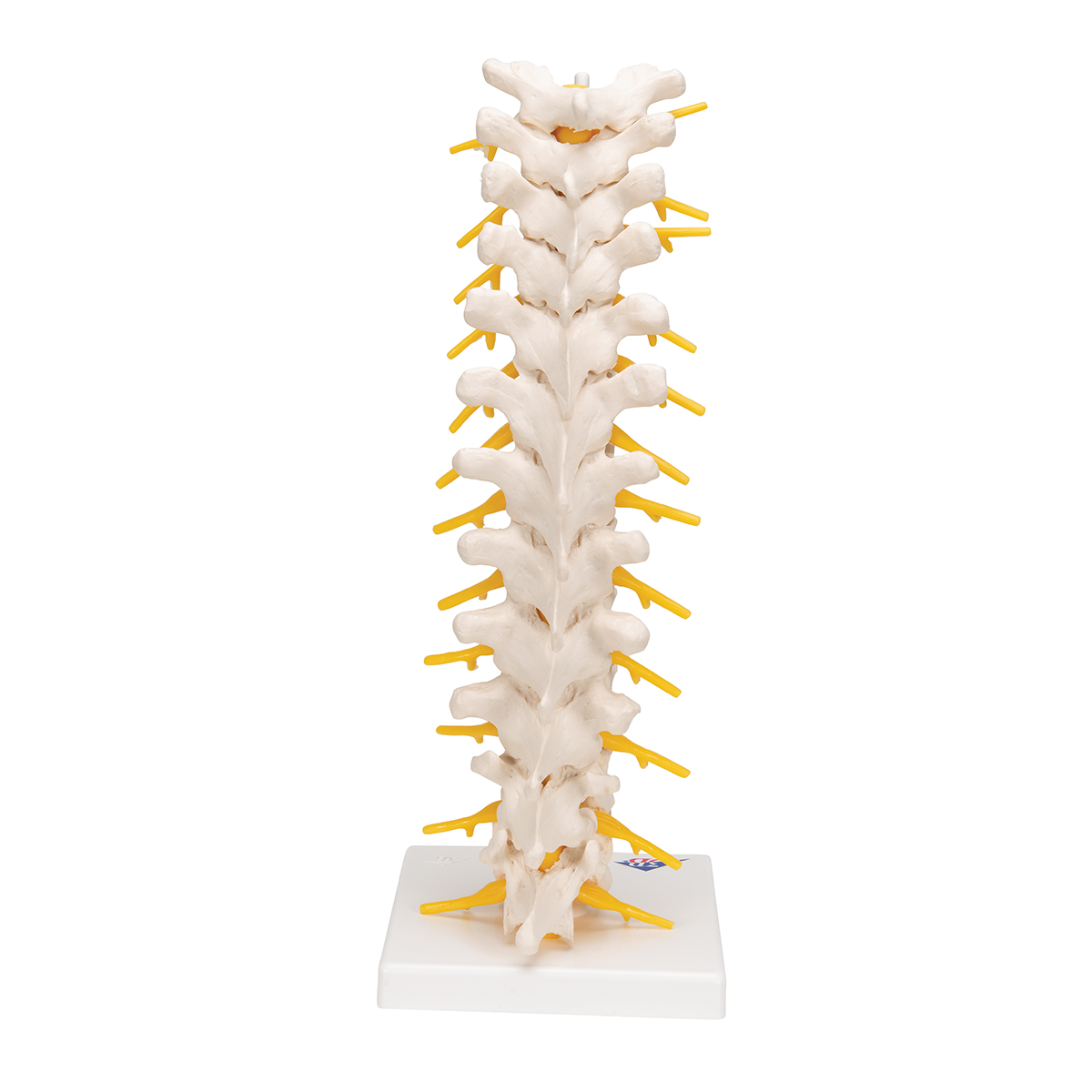 Thoracic Human Spinal Column Model - 3B Smart Anatomy - SEM Trainers