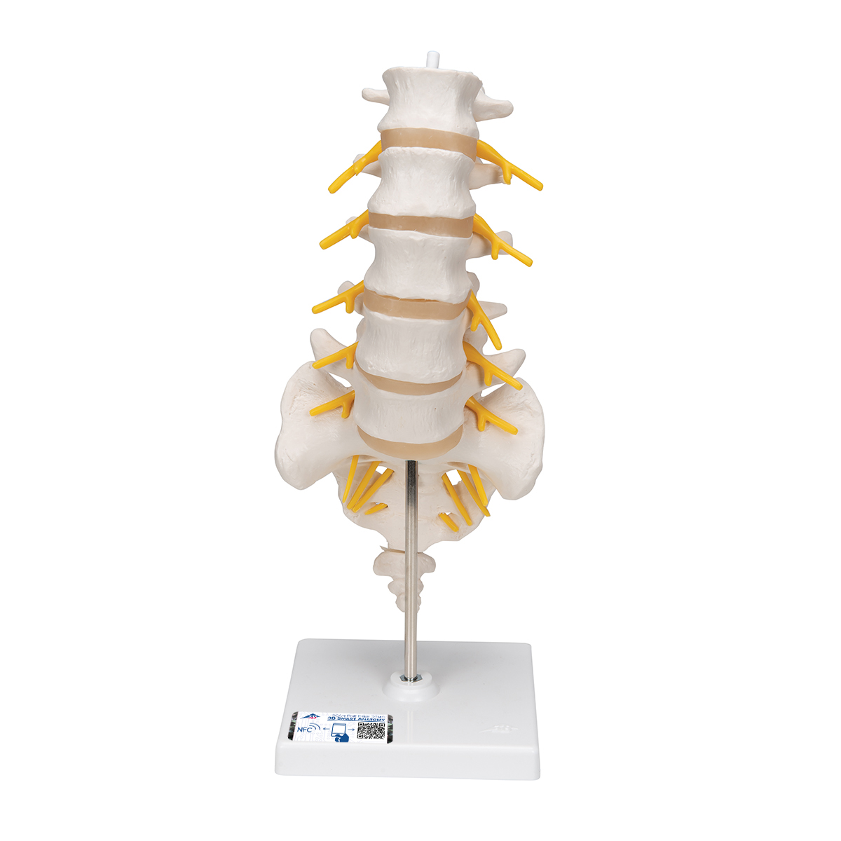 Lumbar Human Spinal Column Model - 3B Smart Anatomy - SEM Trainers