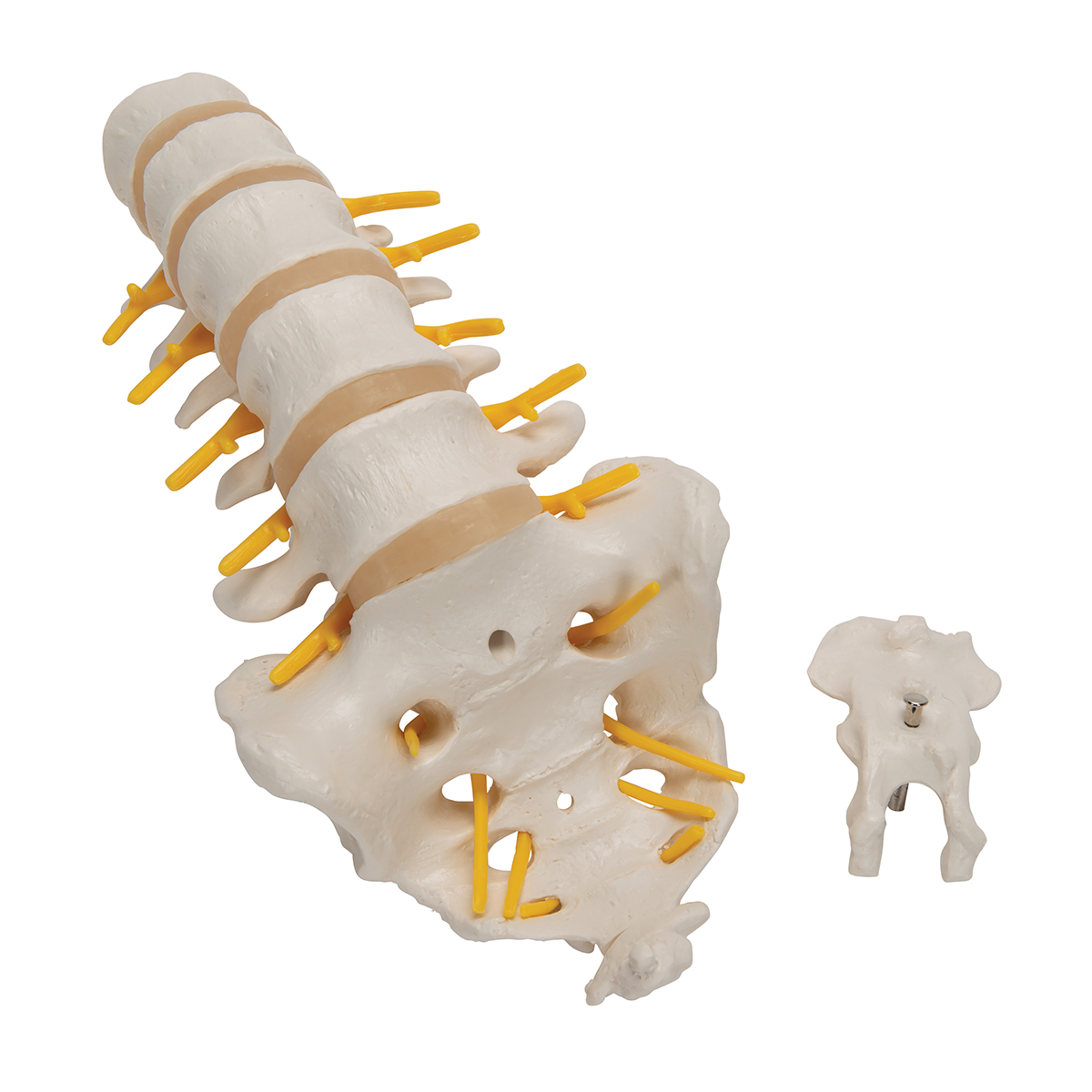Lumbar Human Spinal Column Model - 3B Smart Anatomy - SEM Trainers