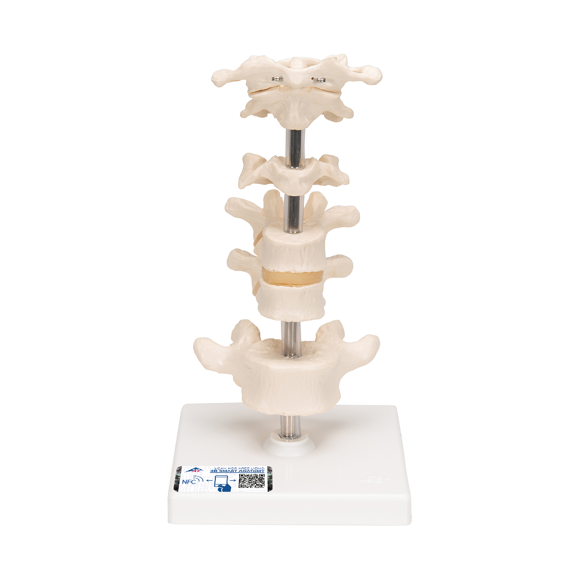 Model of 6 Human Vertebrae, Mounted on Stand (atlas, axis, cervical, 2x ...