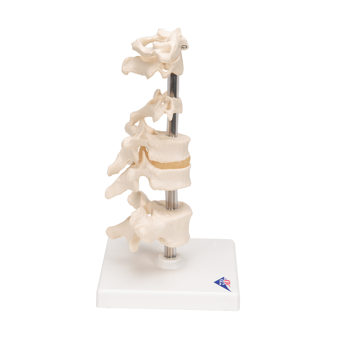 Model of 6 Human Vertebrae, Mounted on Stand (atlas, axis, cervical, 2x ...