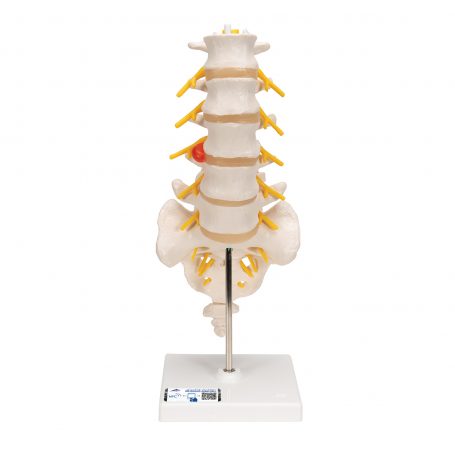 Lumbar Human Spinal Column Model - 3B Smart Anatomy - SEM Trainers