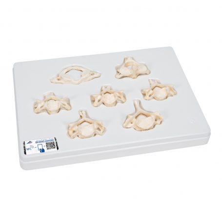 Basic Vertebrae Model - SEM Trainers