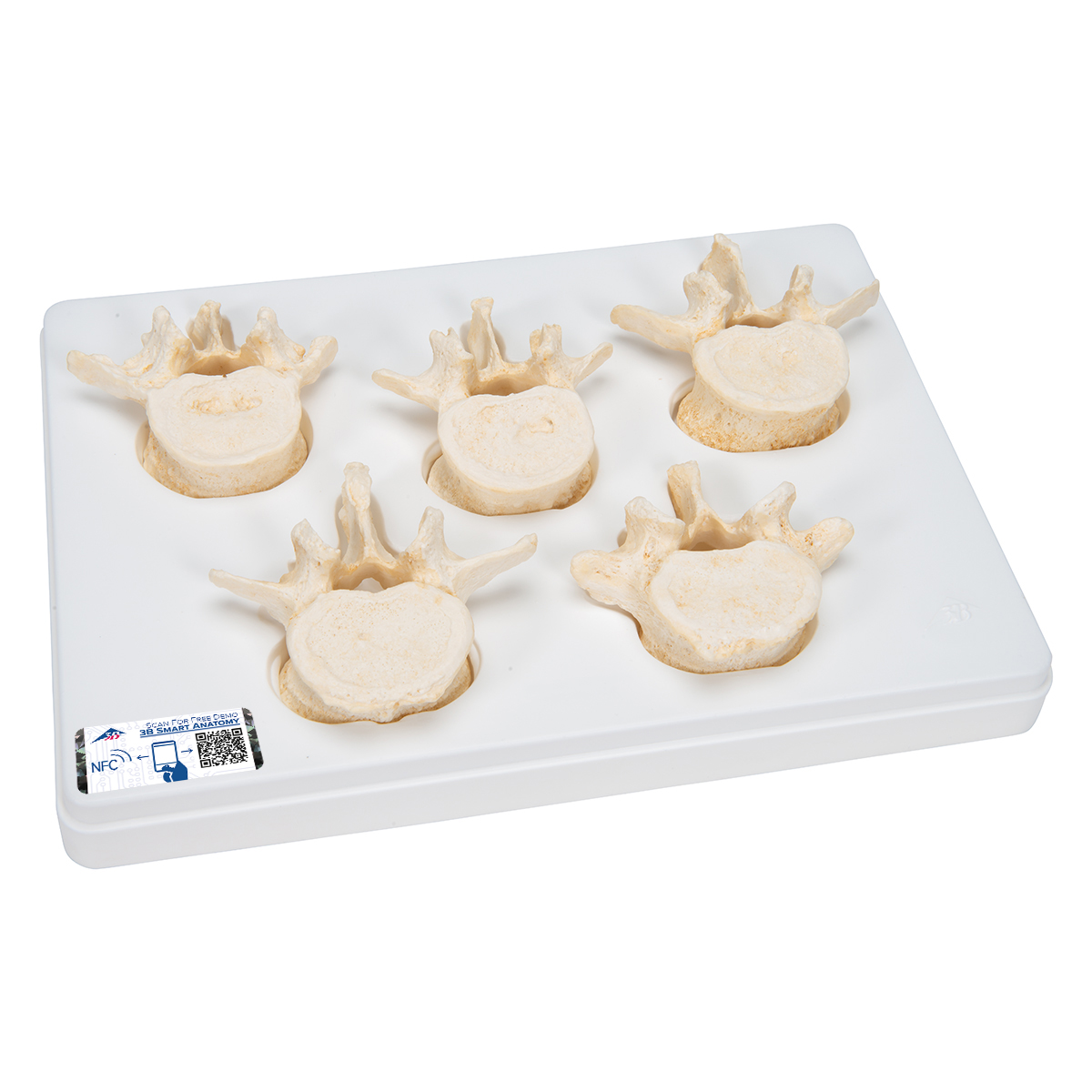 Set of 5 BONE - SEM Trainers