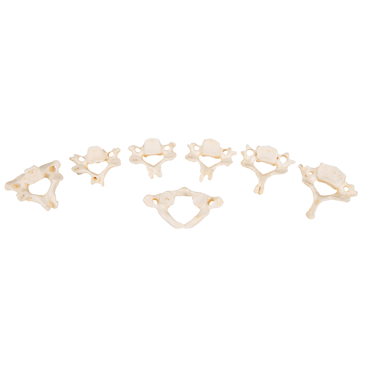 Set of 24 BONE - SEM Trainers