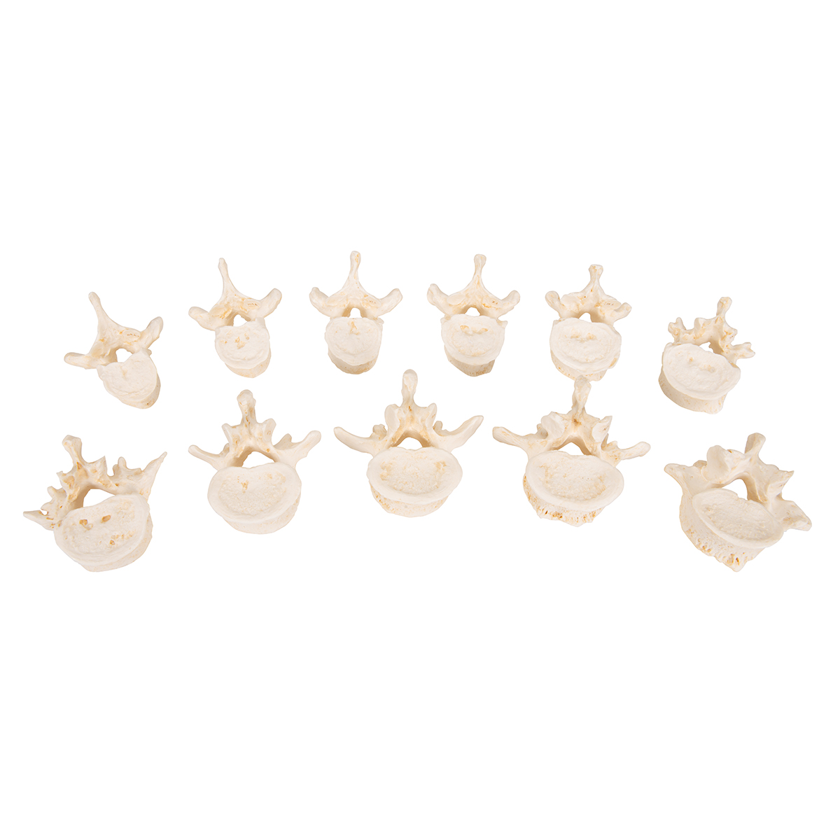 Set of 24 BONE - SEM Trainers