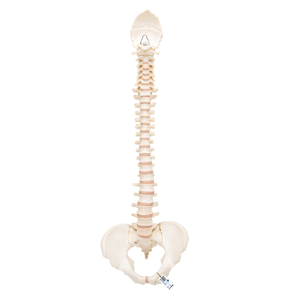 Mini Human Spinal Column Model, Flexible Mounted, on Removable Base ...