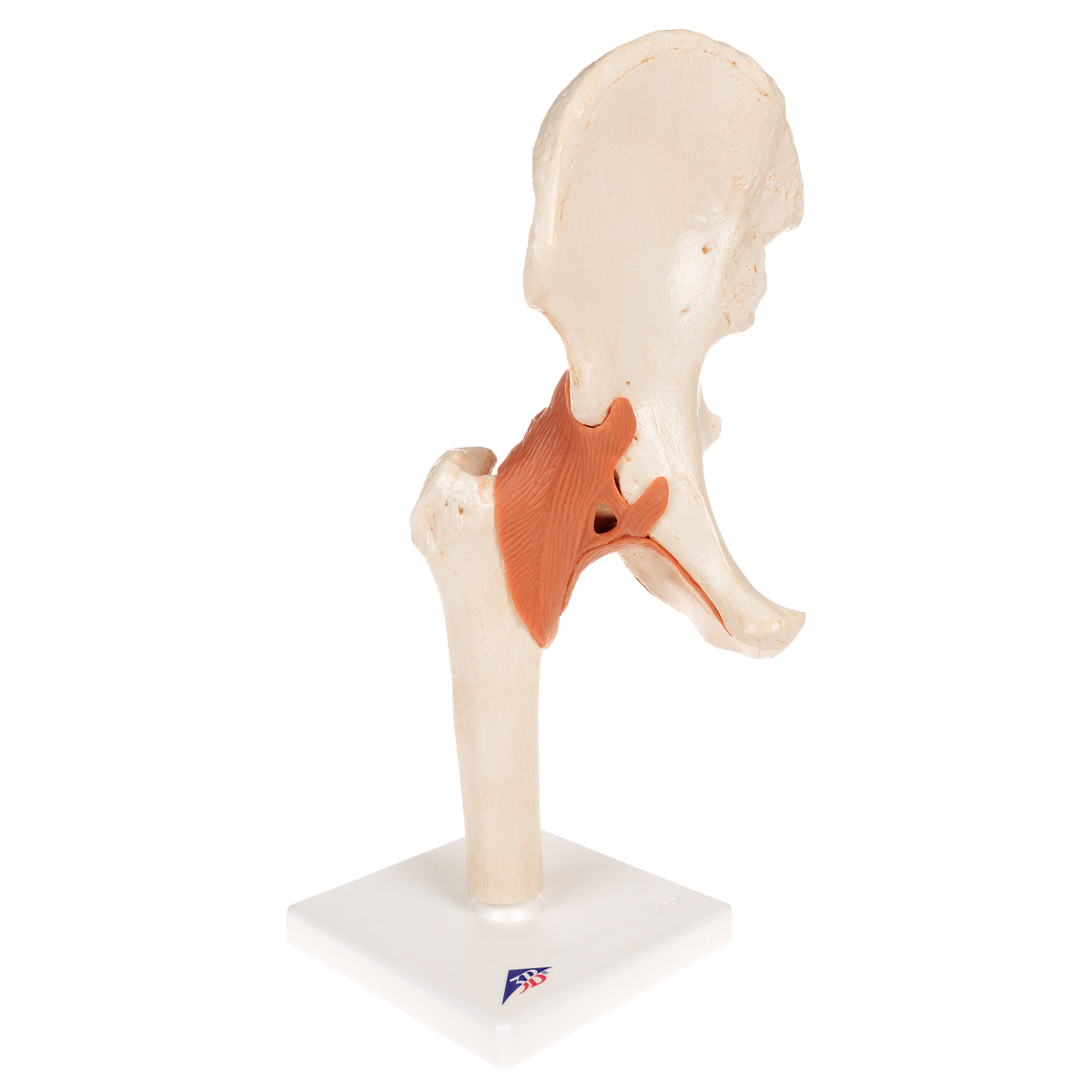 Functional Human Hip Joint Model with Ligaments & Marked Cartilage - 3B Smart Anatomy - SEM Trainers