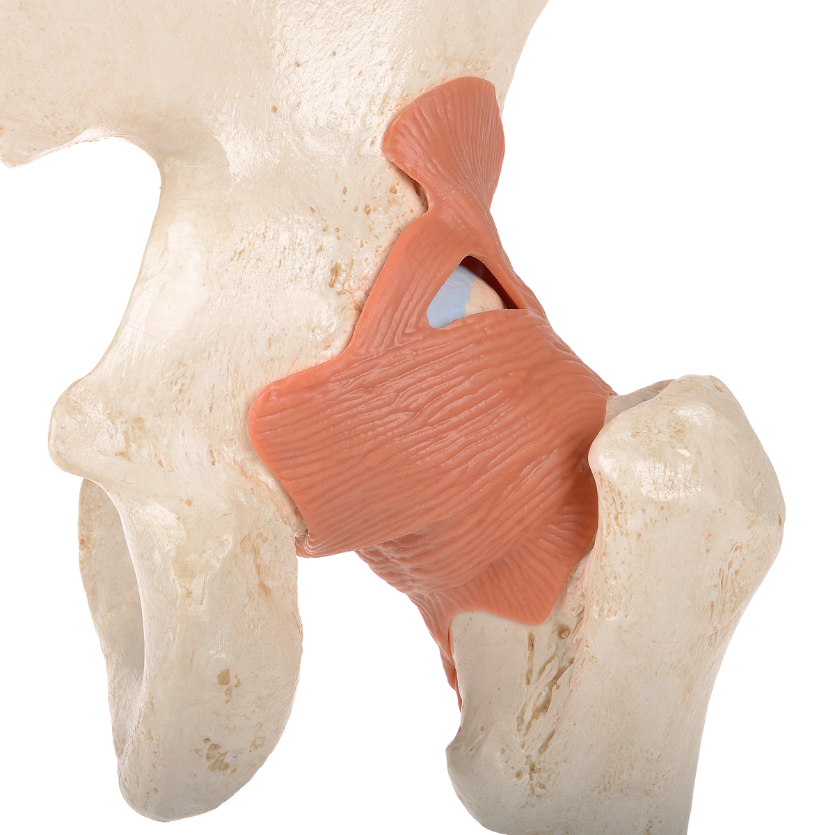 Functional Human Hip Joint Model with Ligaments & Marked Cartilage - 3B ...