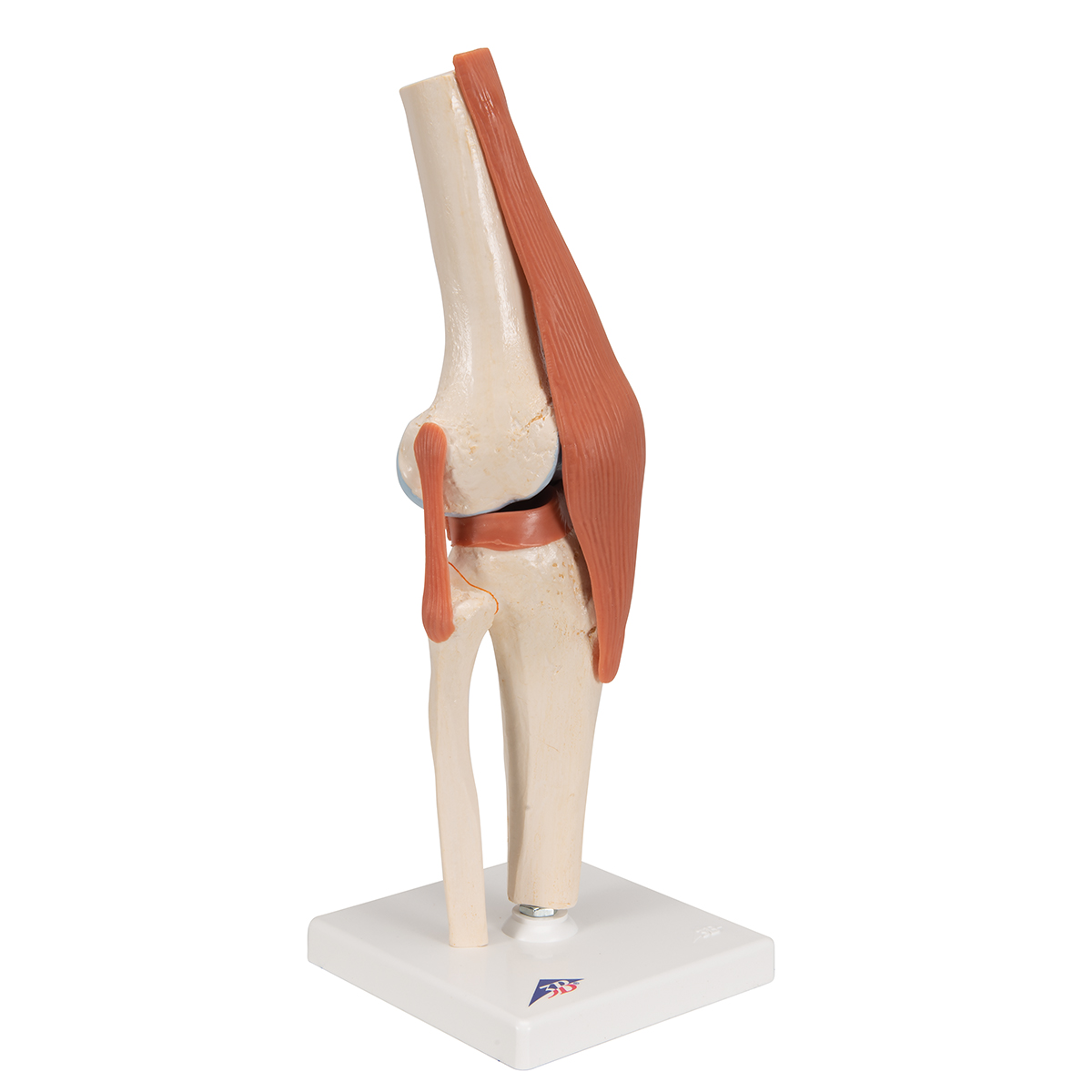 Functional Human Knee Joint Model with Ligaments & Marked Cartilage ...