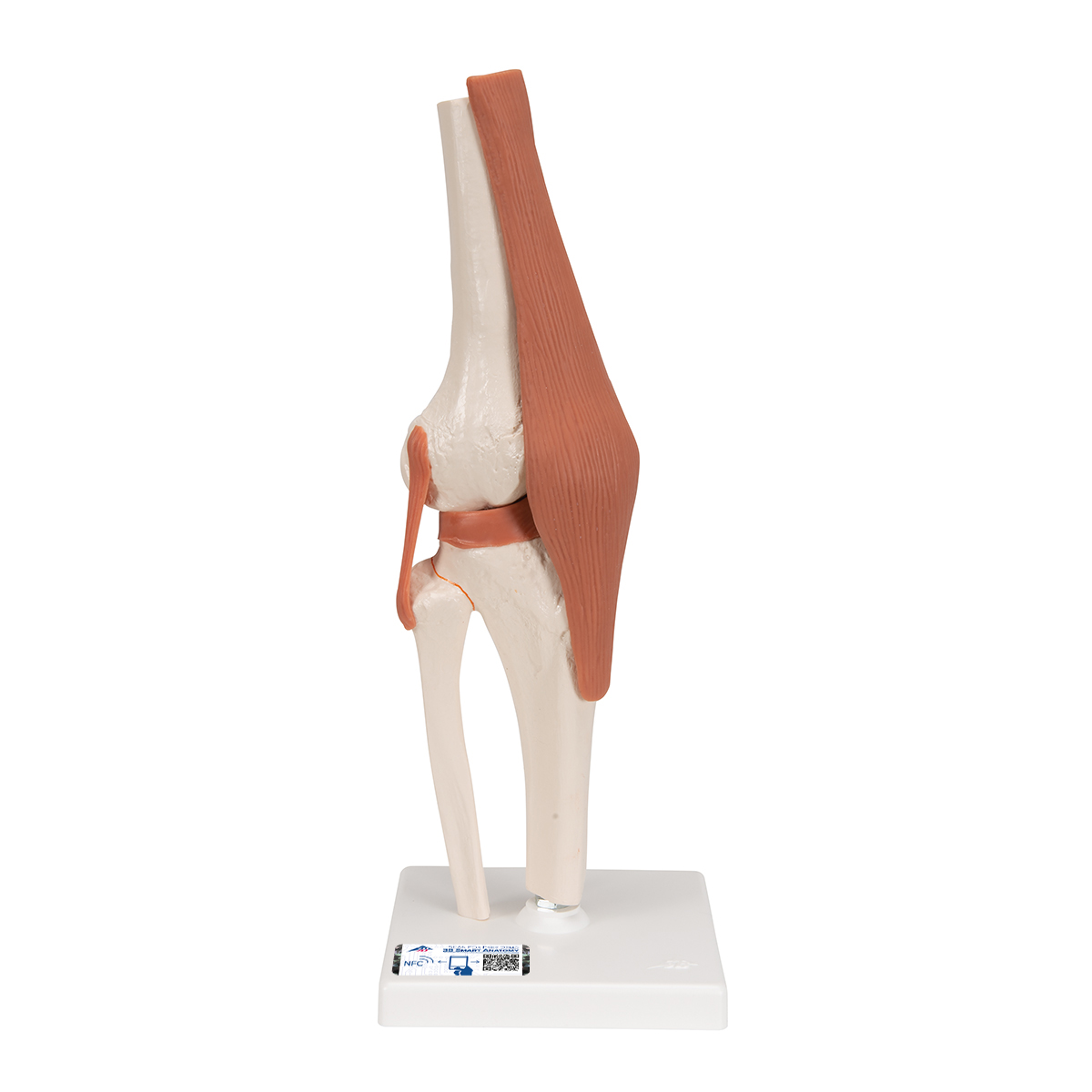 Functional Human Knee Joint Model with Ligaments - 3B Smart Anatomy ...