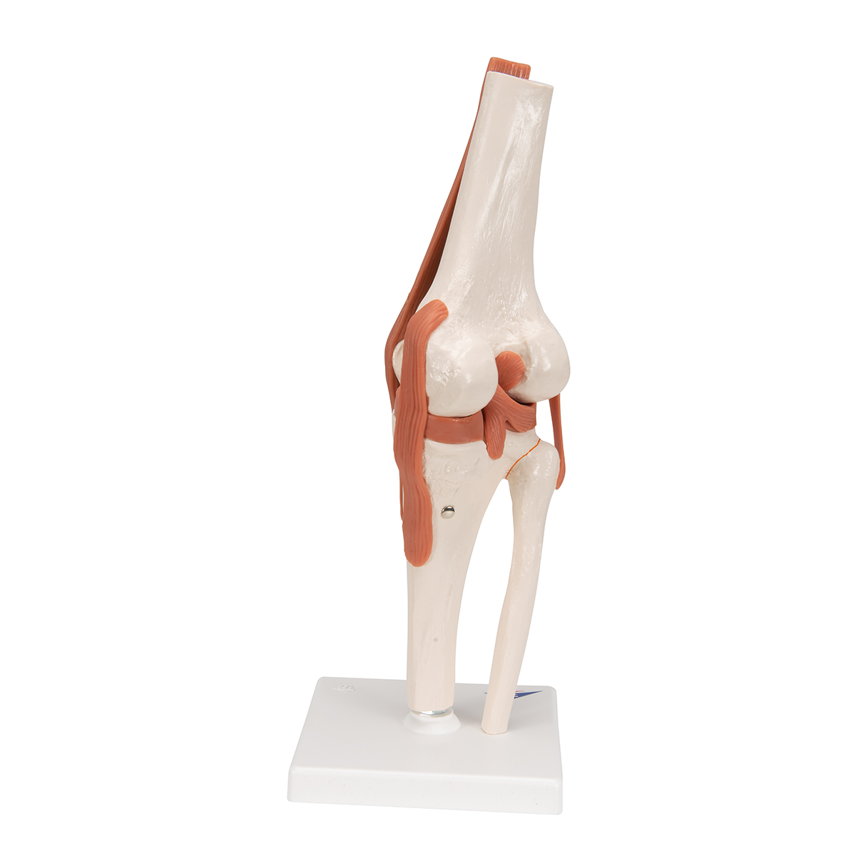 Functional Human Knee Joint Model with Ligaments - 3B Smart Anatomy ...