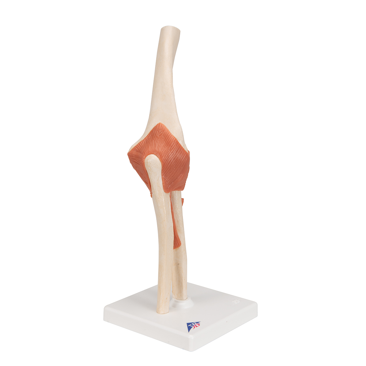 Functional Human Elbow Joint Model with Ligaments & Marked Cartilage ...