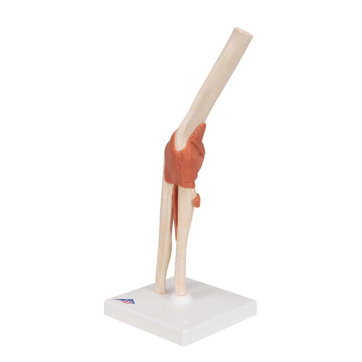 Functional Human Elbow Joint Model with Ligaments & Marked Cartilage ...