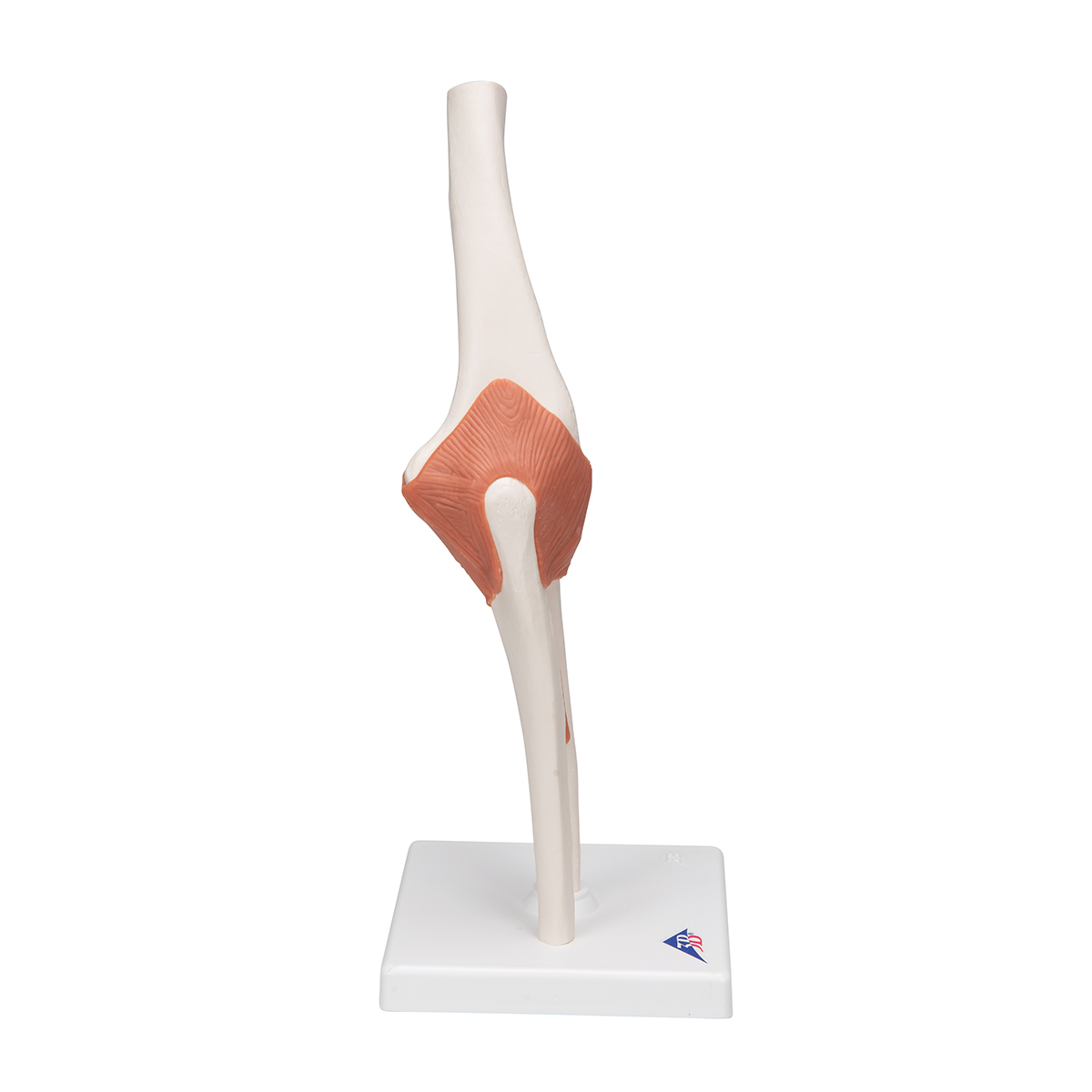 Functional Human Elbow Joint Model with Ligaments - 3B Smart Anatomy ...
