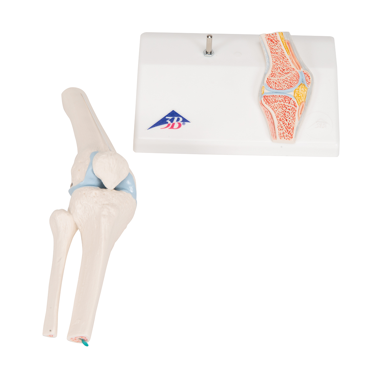 Mini Human Knee Joint Model with Cross Section - 3B Smart Anatomy - SEM ...