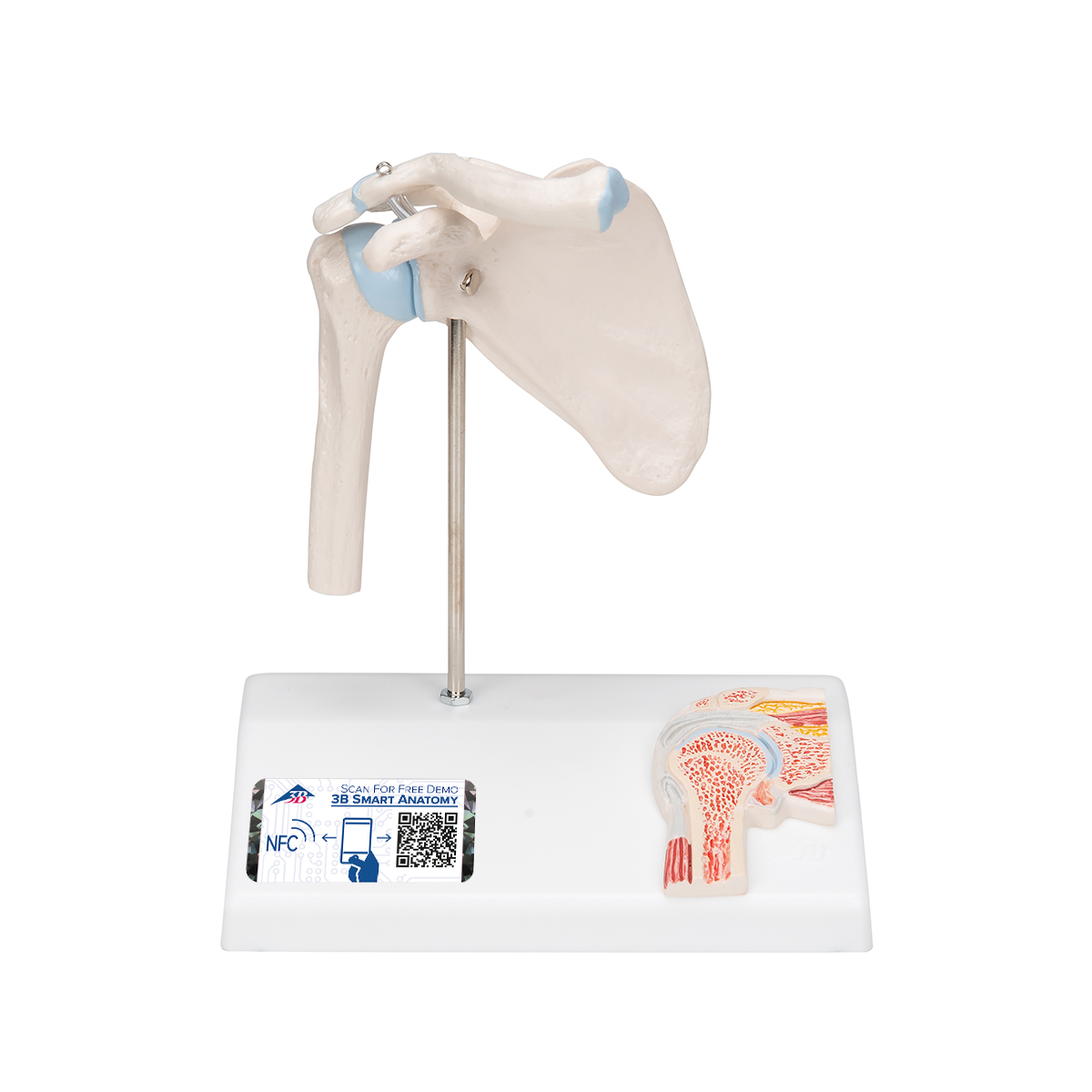 Mini Human Shoulder Joint Model with Coss Section - 3B Smart Anatomy ...