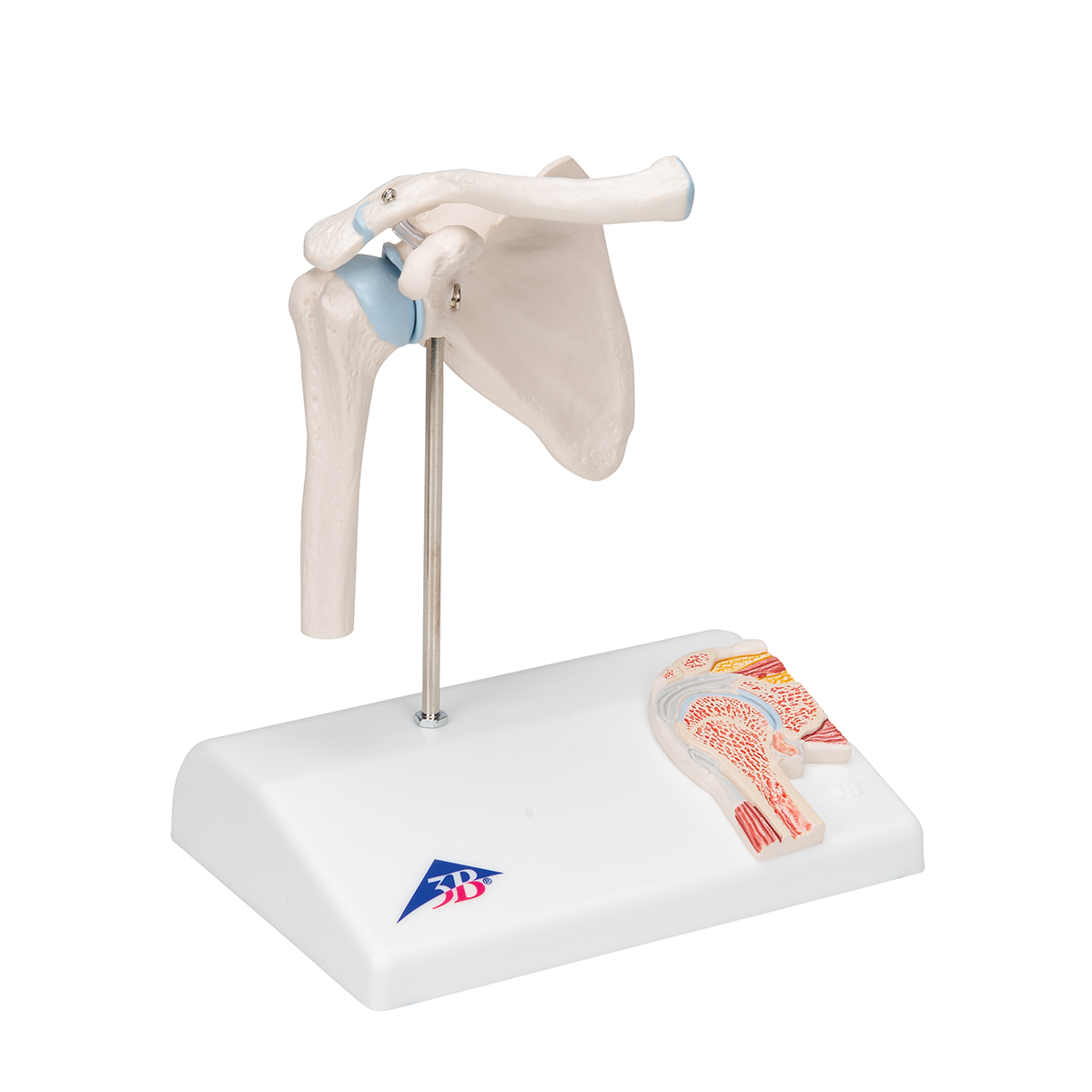 Mini Human Shoulder Joint Model with Coss Section - 3B Smart Anatomy ...
