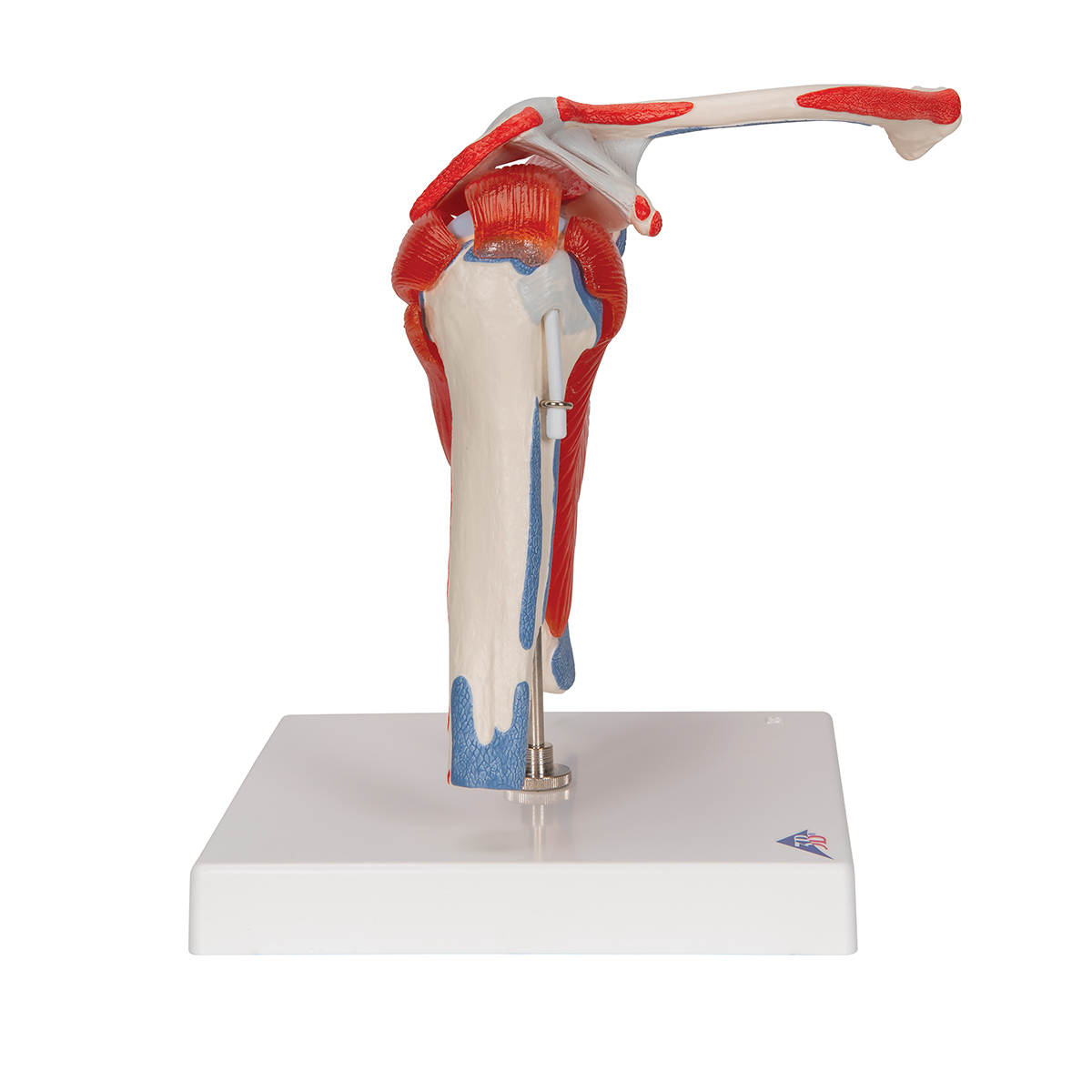Human Shoulder Joint Model with Rotator Cuff & 4 Removable Muscles, 5 part - 3B Smart Anatomy ...