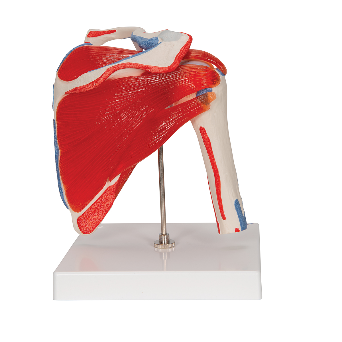 Human Shoulder Joint Model with Rotator Cuff & 4 Removable Muscles, 5 ...