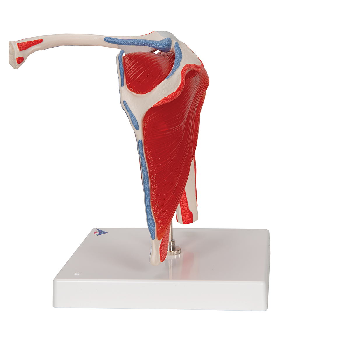 Human Shoulder Joint Model with Rotator Cuff & 4 Removable Muscles, 5 ...
