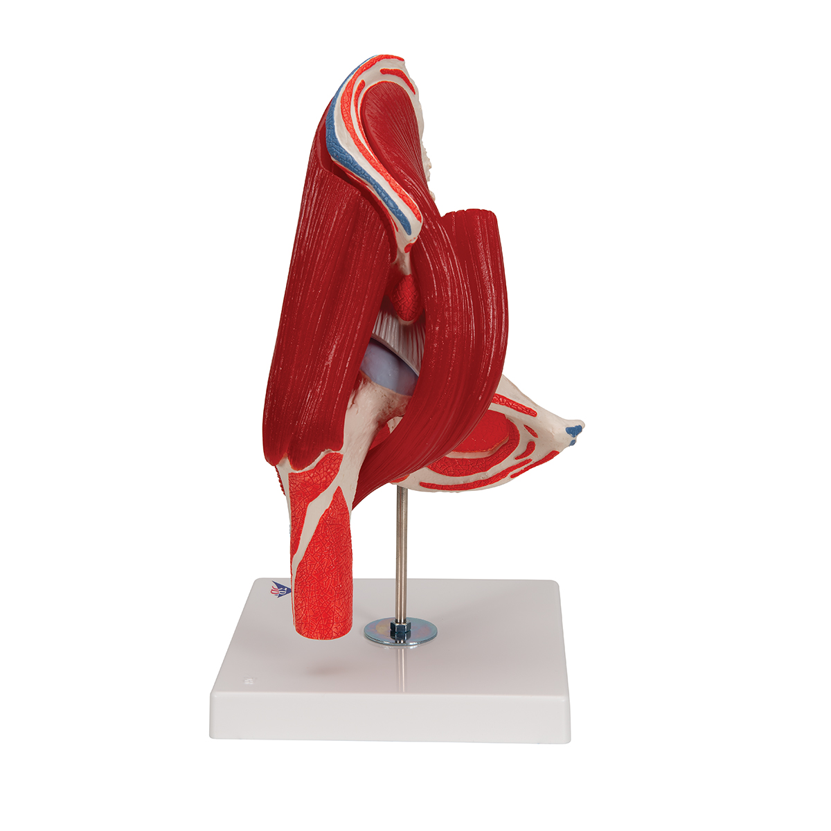 Human Hip Joint Model with Removable Muscles, 7 part - 3B Smart Anatomy ...