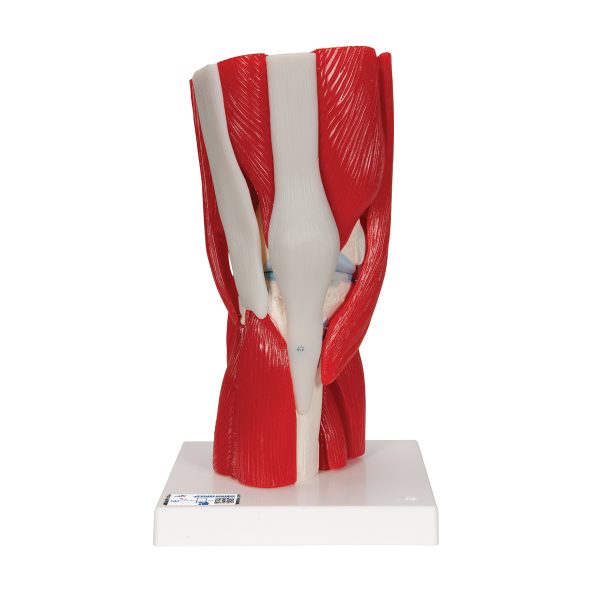 Human Shoulder Joint Model with Rotator Cuff & 4 Removable Muscles, 5 part - 3B Smart Anatomy ...
