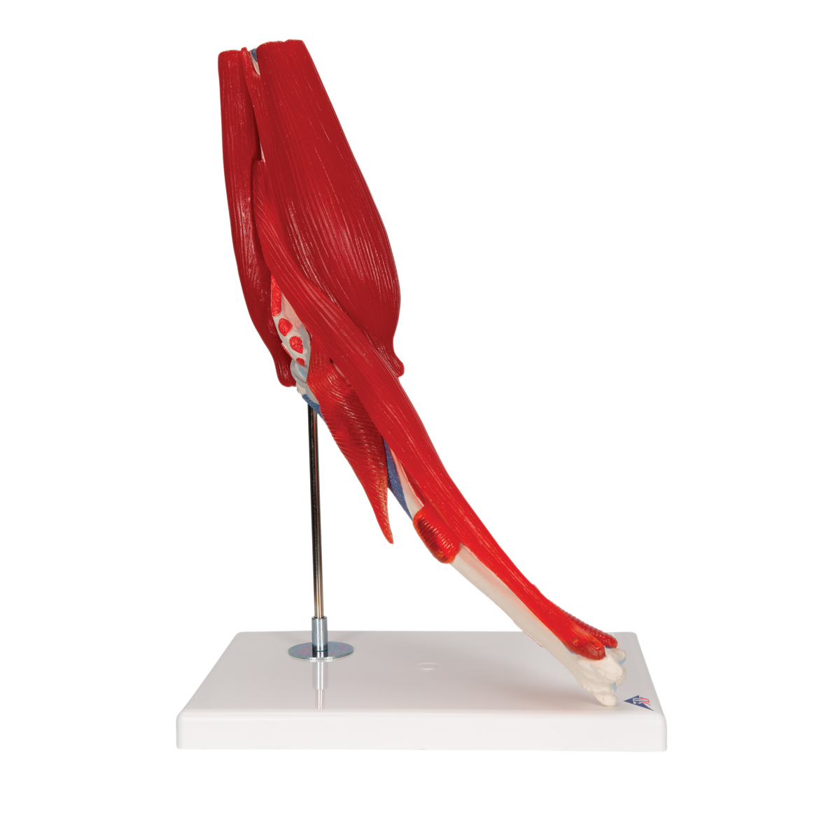 Human Elbow Joint Model with Removable Muscles, 8 parts - 3B Smart ...