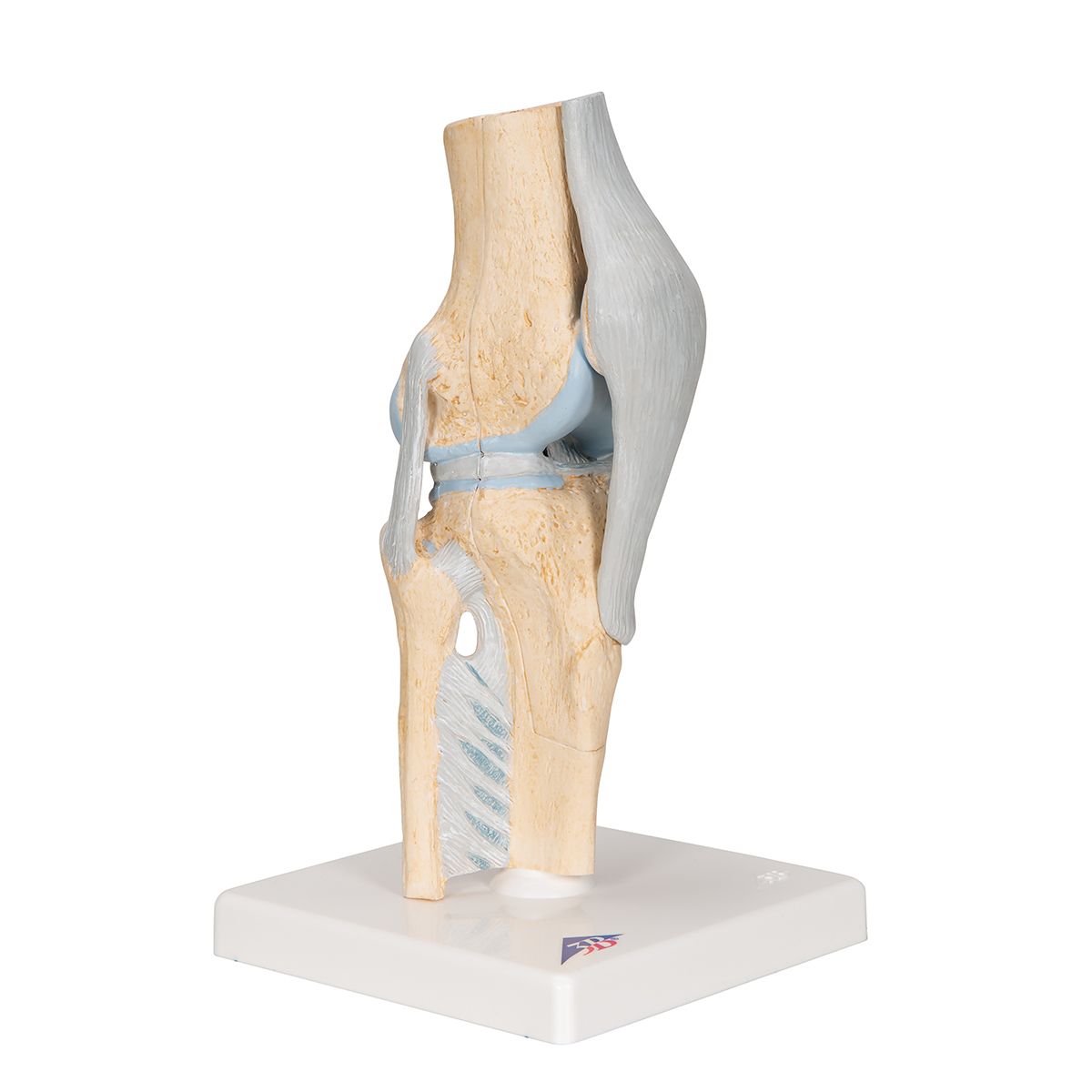Sectional Human Knee Joint Model, 3 part - 3B Smart Anatomy - SEM Trainers