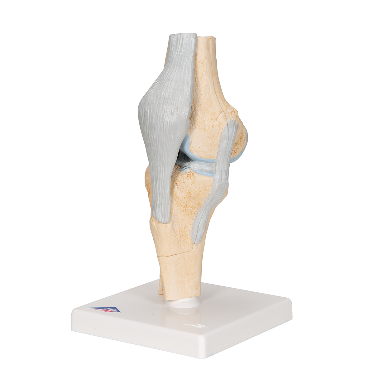 Sectional Human Knee Joint Model, 3 part - 3B Smart Anatomy - SEM Trainers