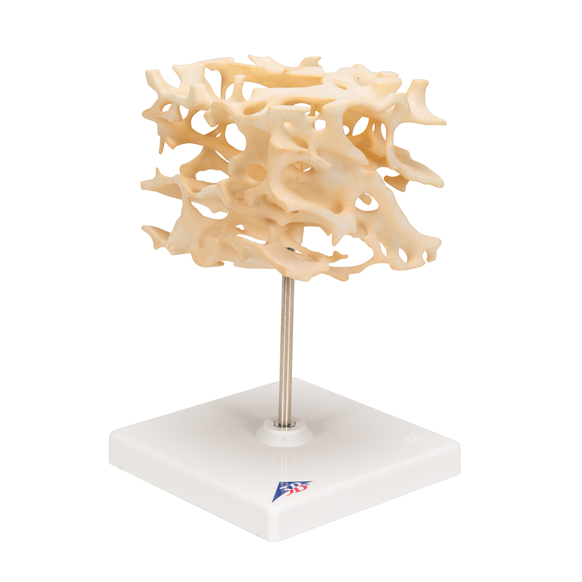 Human Cancellous Bone Model, Enlarged 100 times - 3B Smart Anatomy ...