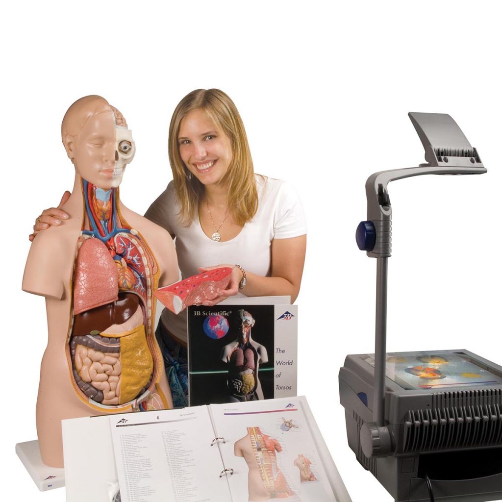 Human Torso Models Archives - SEM Trainers