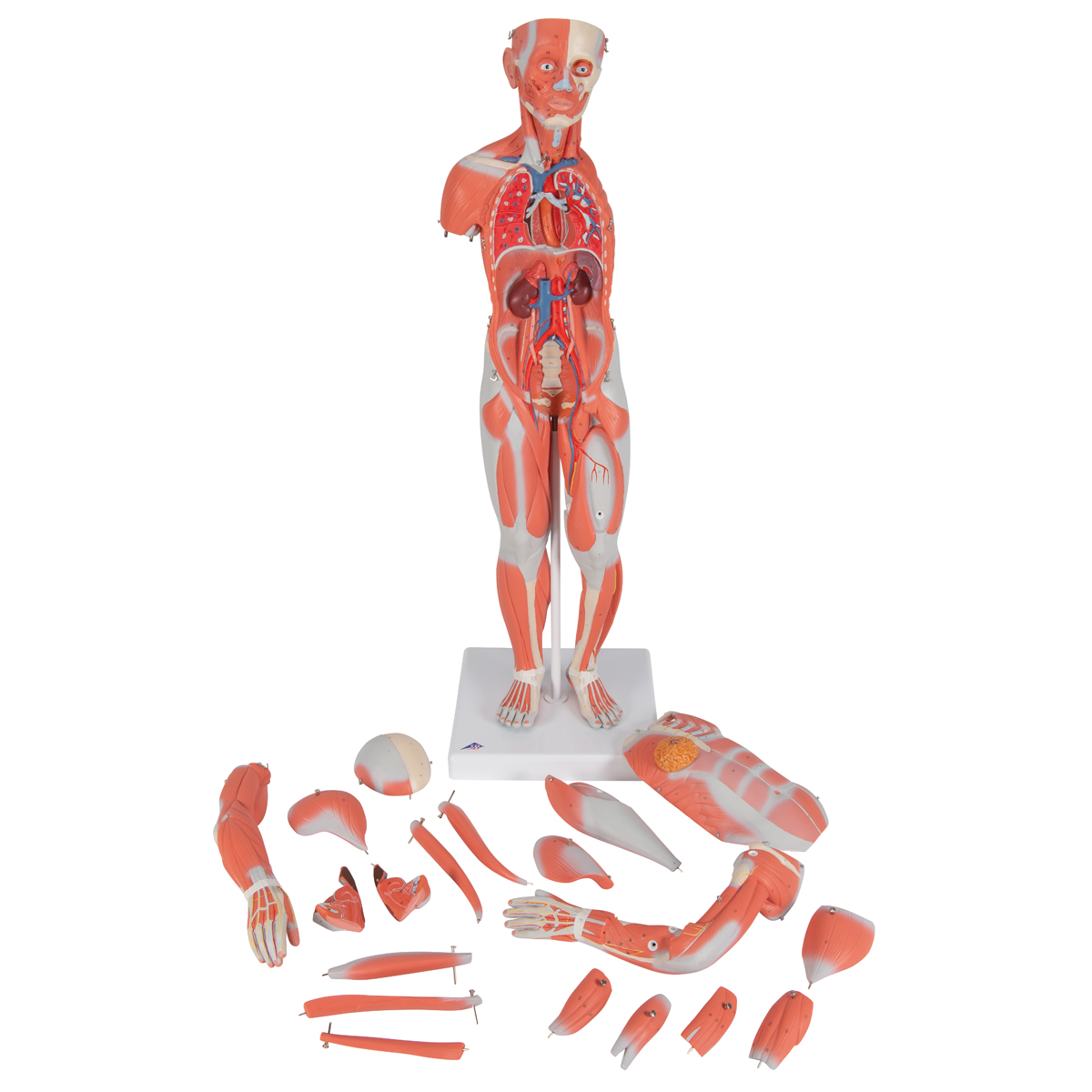1/2 Life-Size Complete Human Female Muscle Figure, without Internal ...
