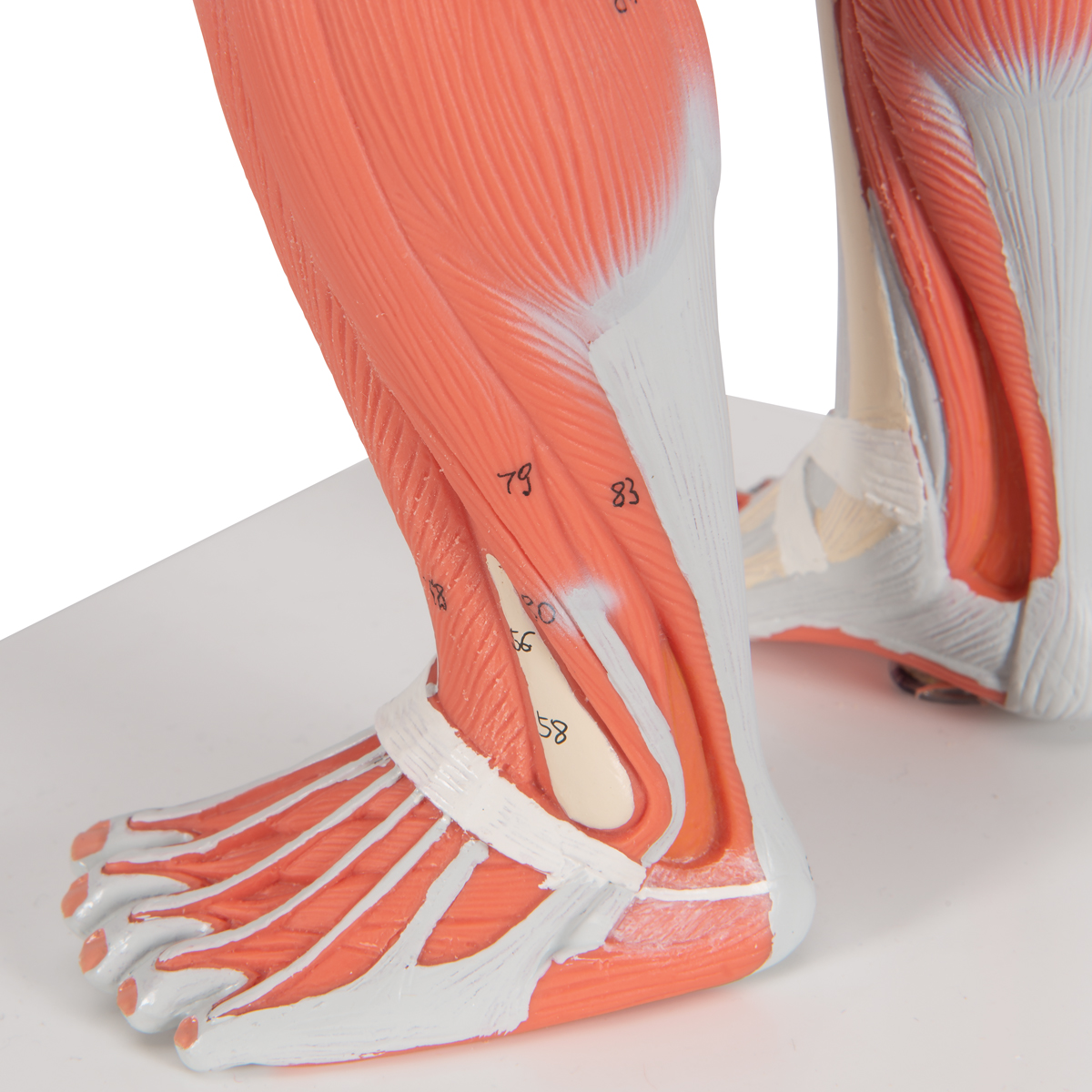 1/3 Life-Size Human Muscle Figure, 2 part - 3B Smart Anatomy - SEM Trainers