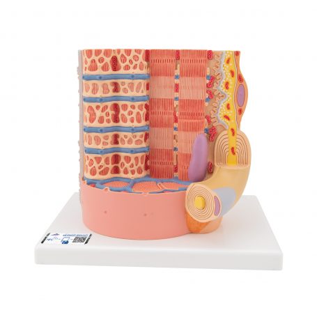 Microanatomy Models Archives - SEM Trainers
