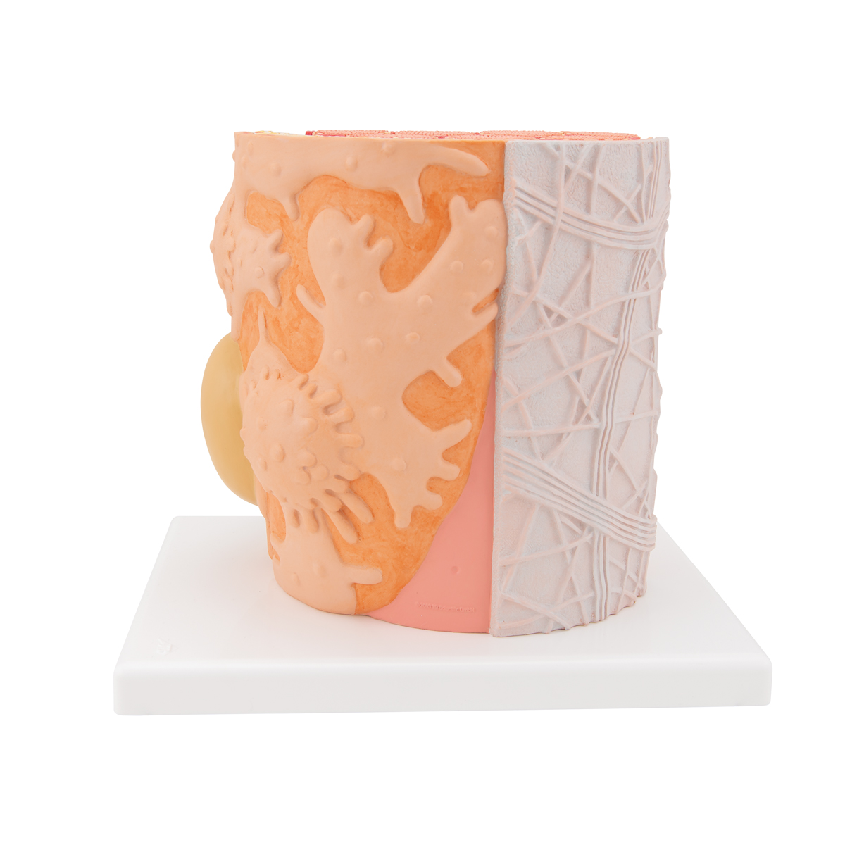 3B MICROanatomy™ Human Muscle Fiber Model, 10,000 times magnified - 3B ...