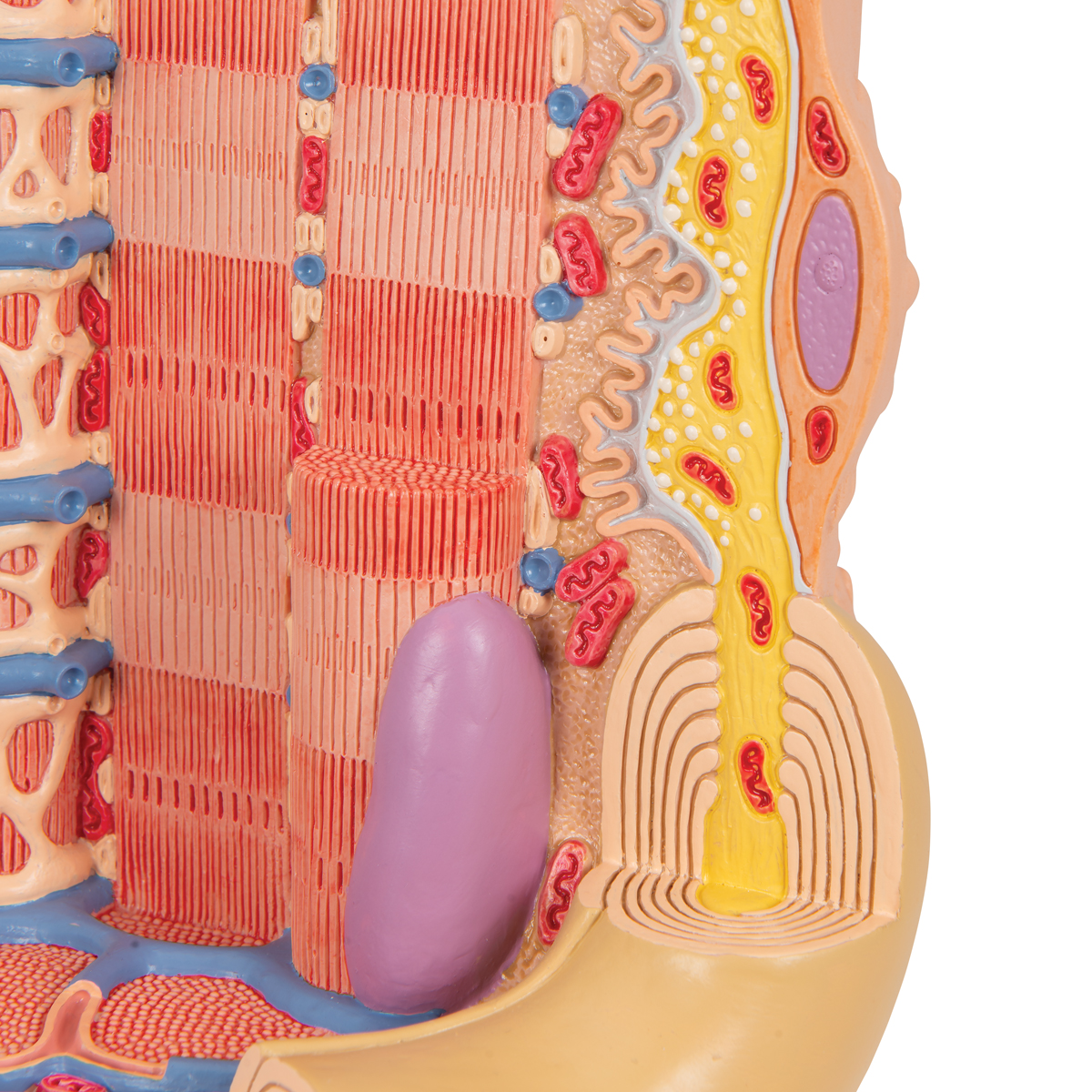 3B MICROanatomy™ Human Muscle Fiber Model, 10,000 times magnified - 3B ...