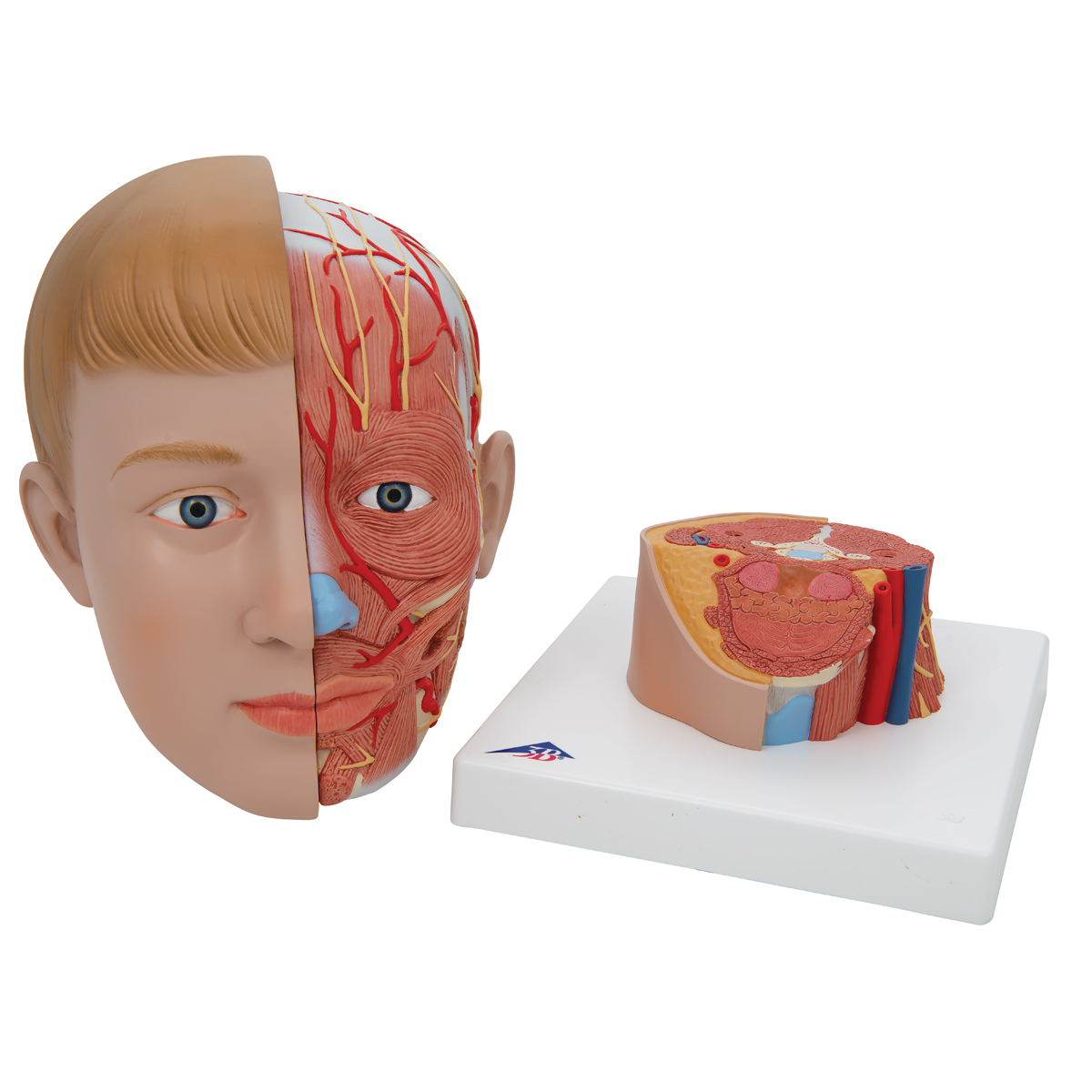 Human Head Model with Neck, 4 part - 3B Smart Anatomy - SEM Trainers