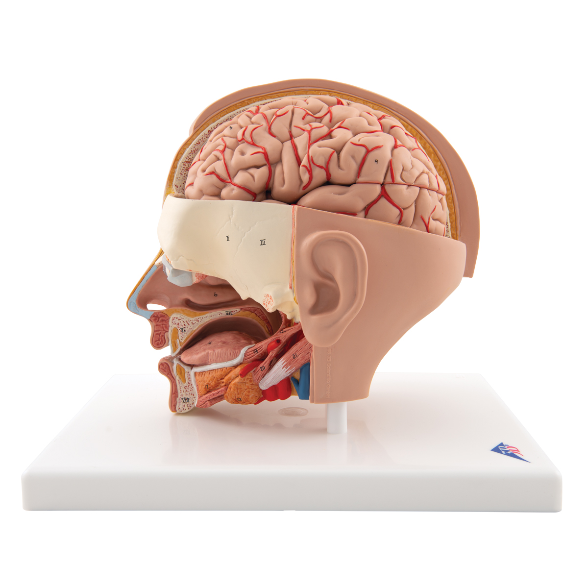Human Head Model, 6 part - 3B Smart Anatomy - SEM Trainers