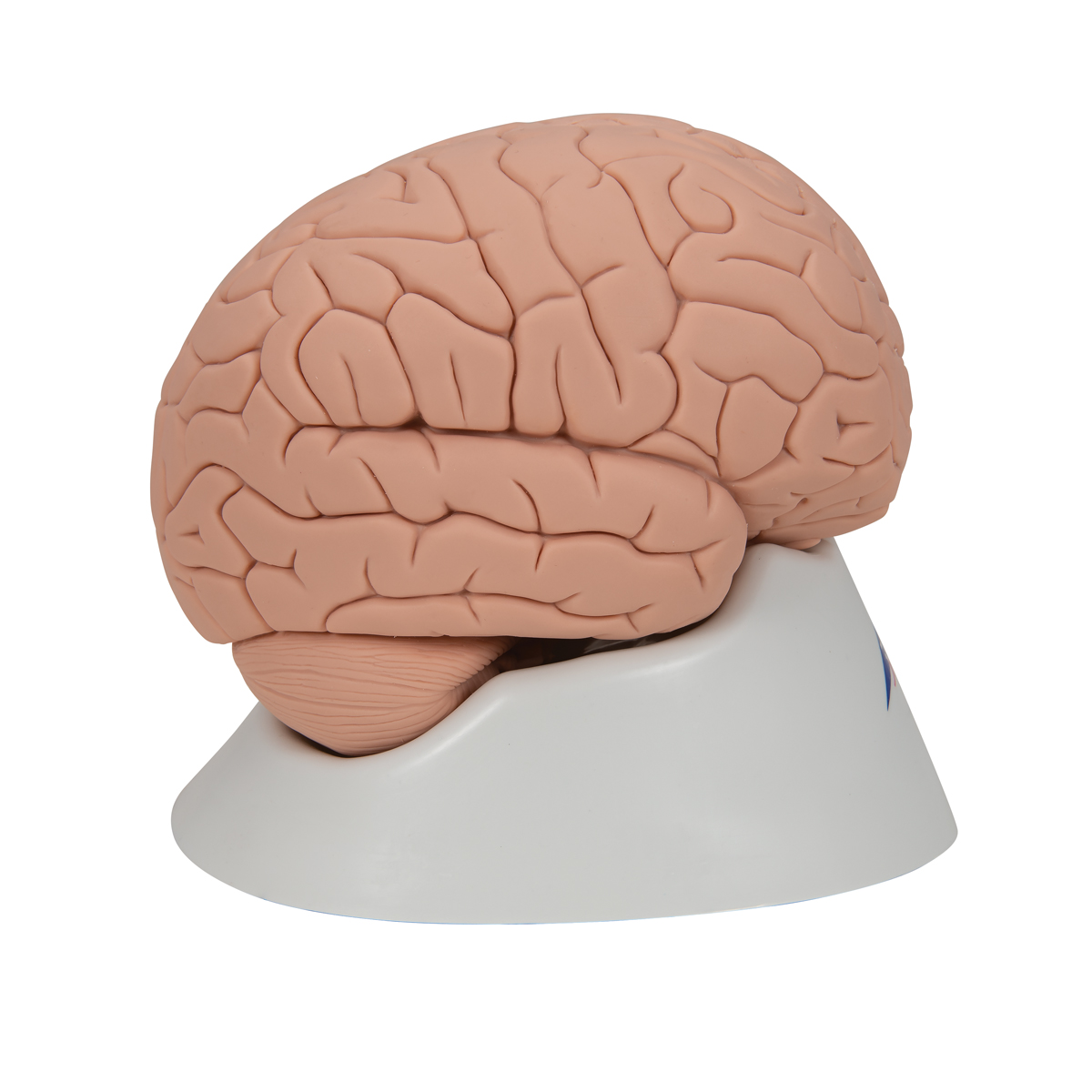 Introductory Human Brain Model, 2 part - 3B Smart Anatomy - SEM Trainers