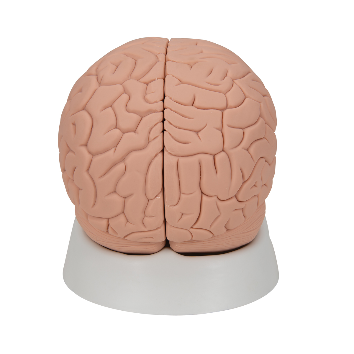 Introductory Human Brain Model, 2 part - 3B Smart Anatomy - SEM Trainers