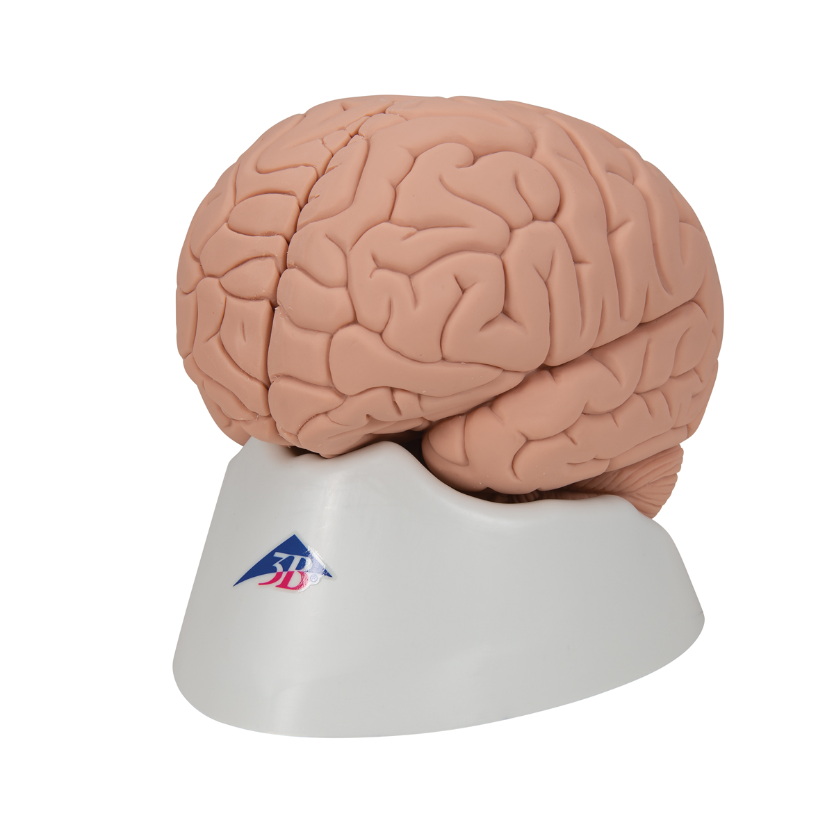 Introductory Human Brain Model, 2 part - 3B Smart Anatomy - SEM Trainers